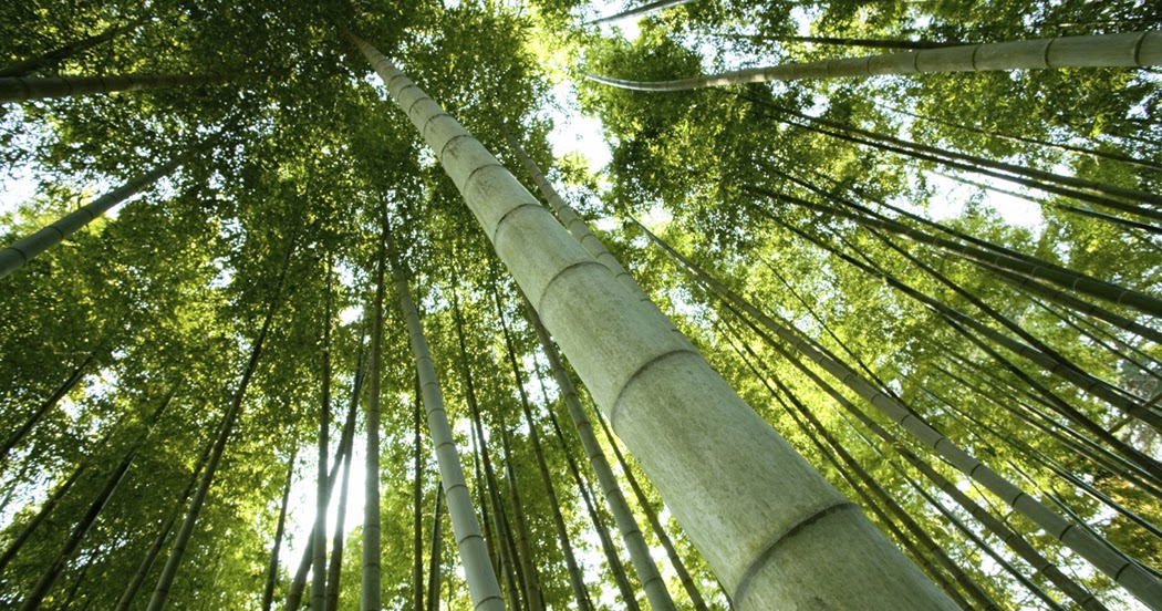 Welcome to Frank's blog: Lessons from the Chinese Bamboo Tree!
