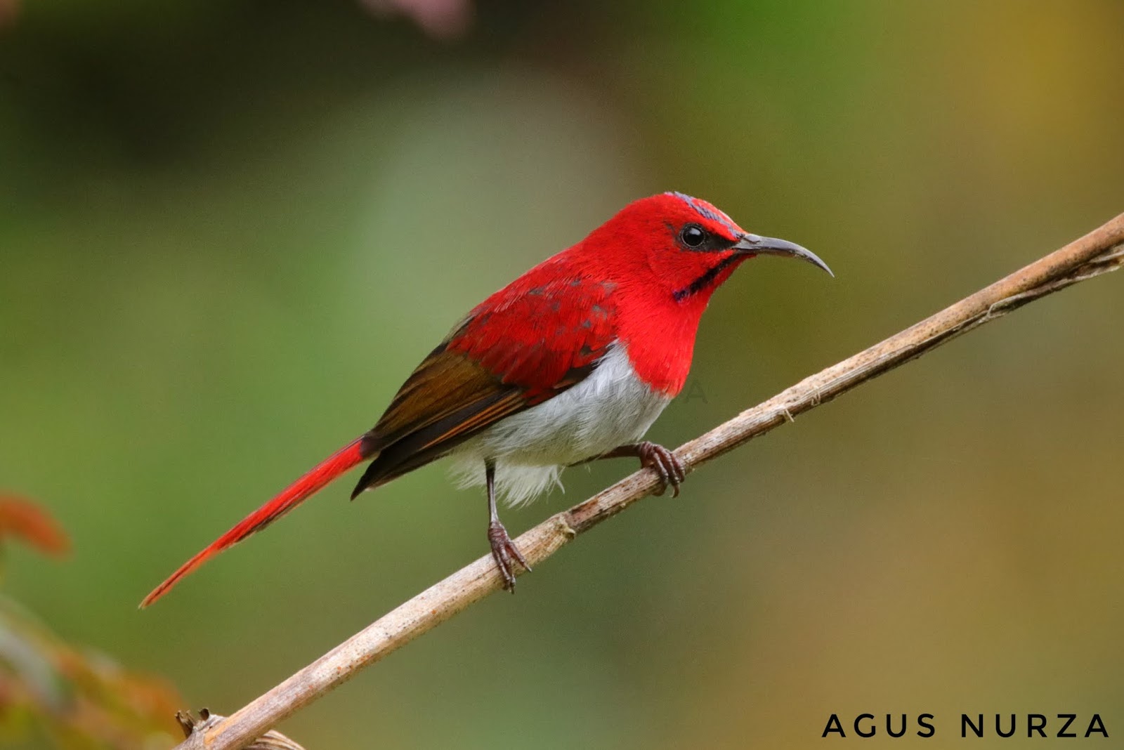 Birding in Sumatra, Birding in Indonesia: BIRDING PHOTOGRAPHY