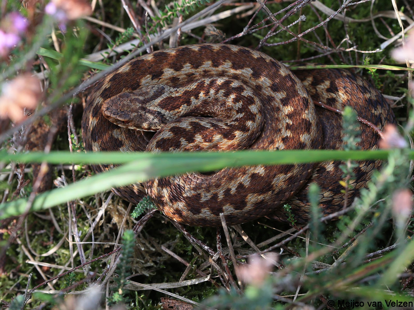 Meijco: Zwangere adders