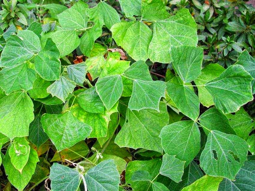 My First Story!: MAKALAH MORFOLOGI DAUN