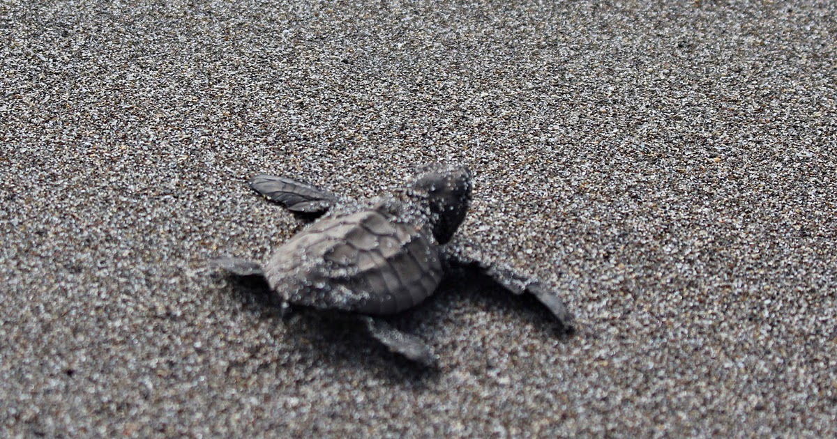 Bataan Pawikan Festival: Sending Sea Turtles Home with Love - Nomadic ...