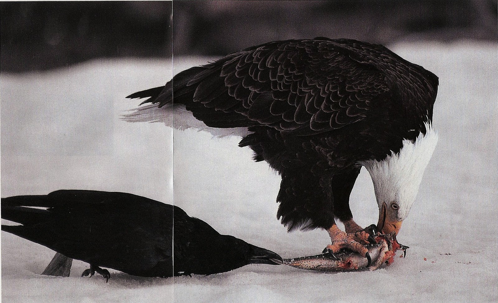 Wearable Art & Costume Design: MACBETH: bird concept