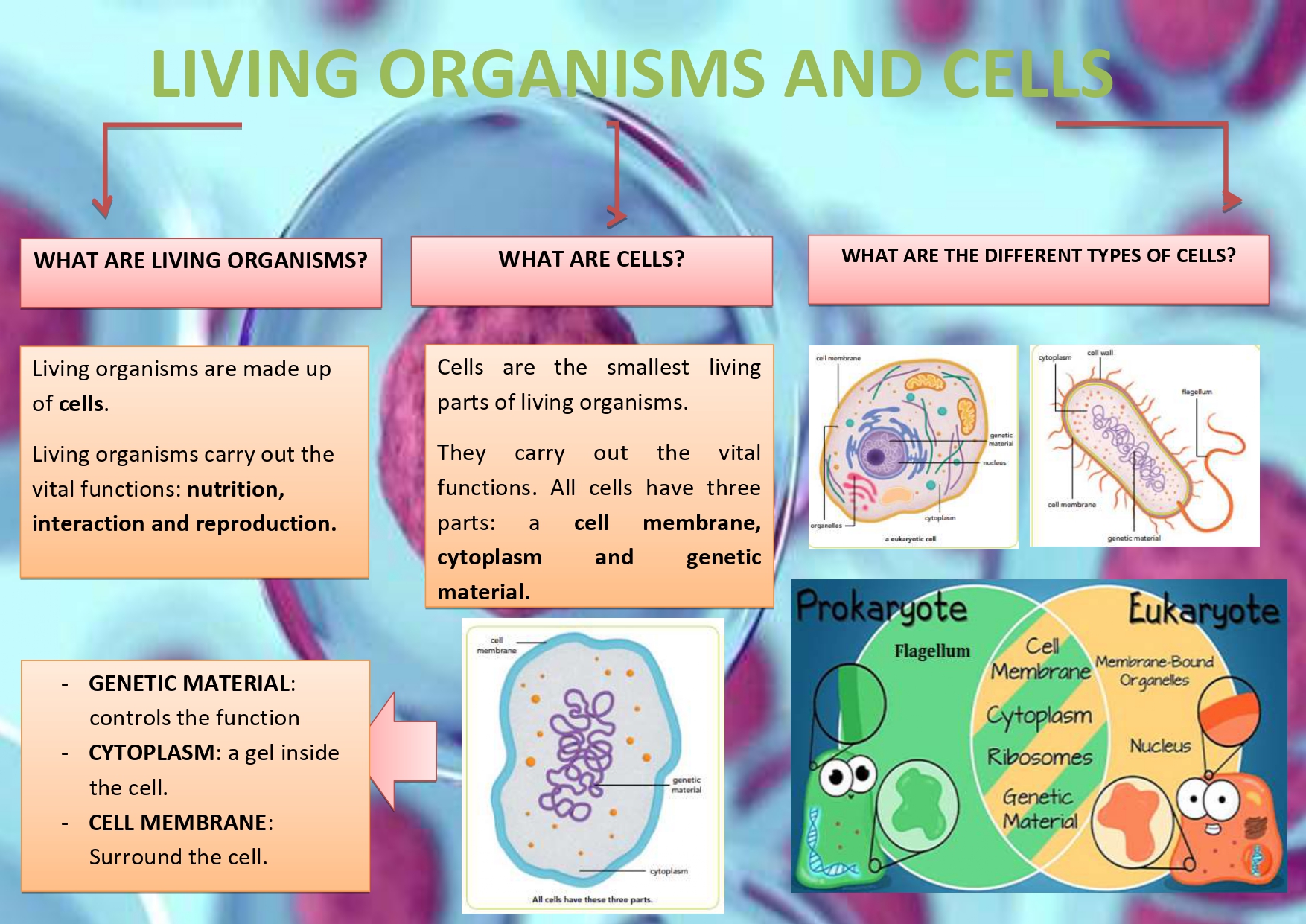 El Rincón del Pequeprofe: LIVING ORGANISMS AND CELLS