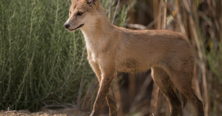 Birds of Saudi Arabia: Young Golden Jackal in Jubail – Record by Phil ...