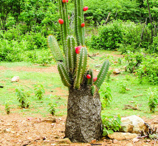fauna e flora ameaçadas de extinção: MANDACARU