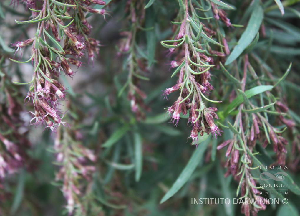 Argentina nativa: Chilca (Acanthostyles buniifolius)