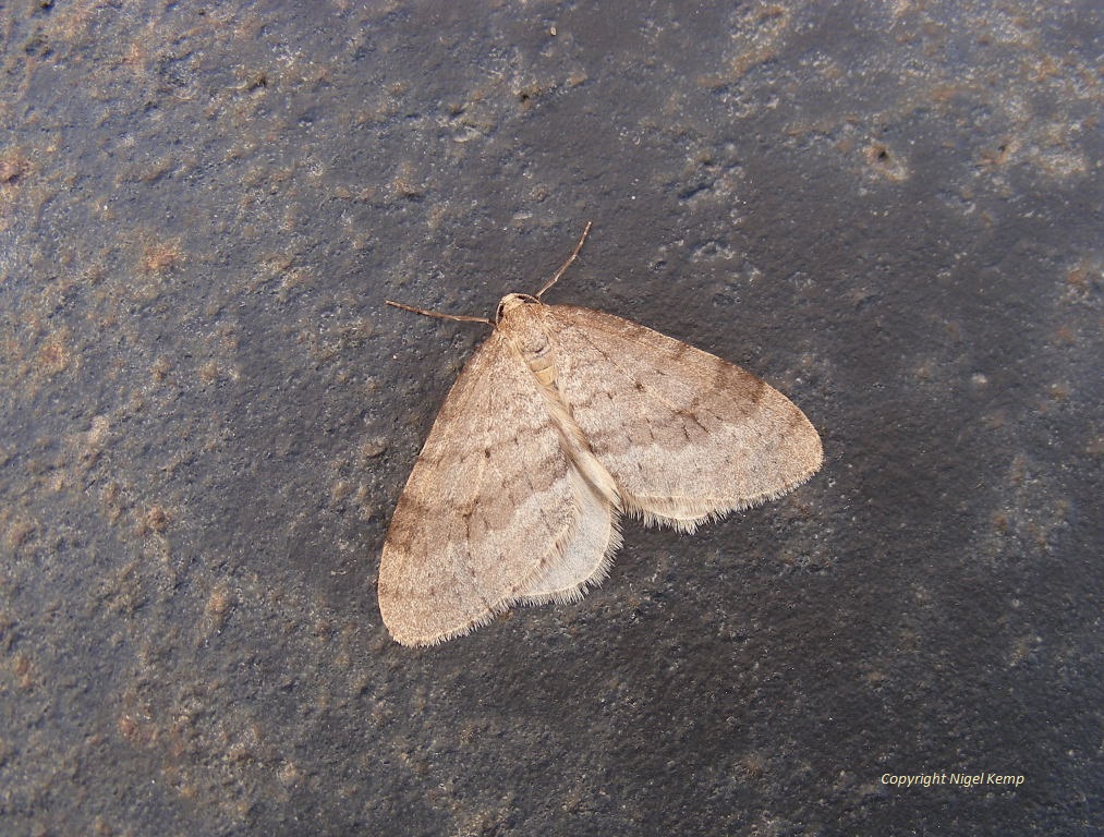 East Sussex Wanderer: Some Moths during November