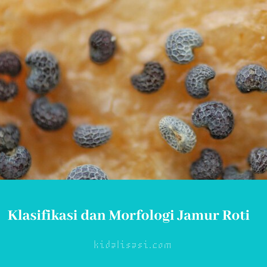 Klasifikasi Jamur Roti dan Morfologi Jamur Roti - Kidalisasi