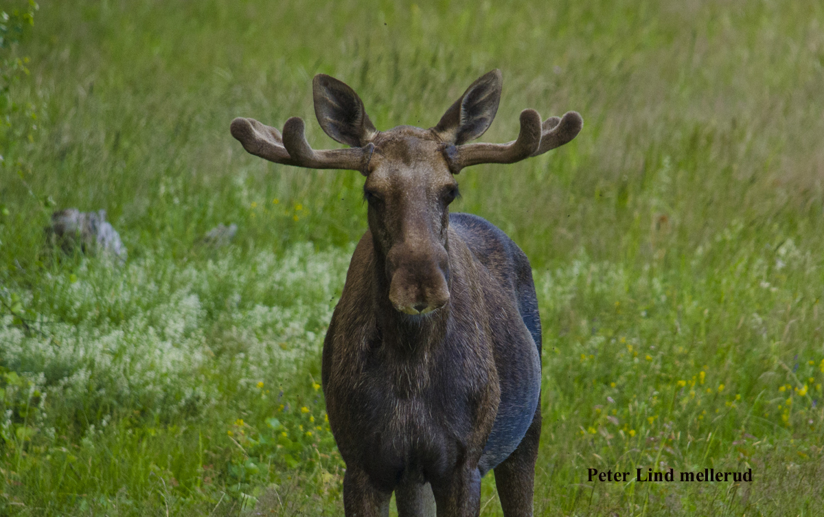 Välkommen till Lindeman's vrå