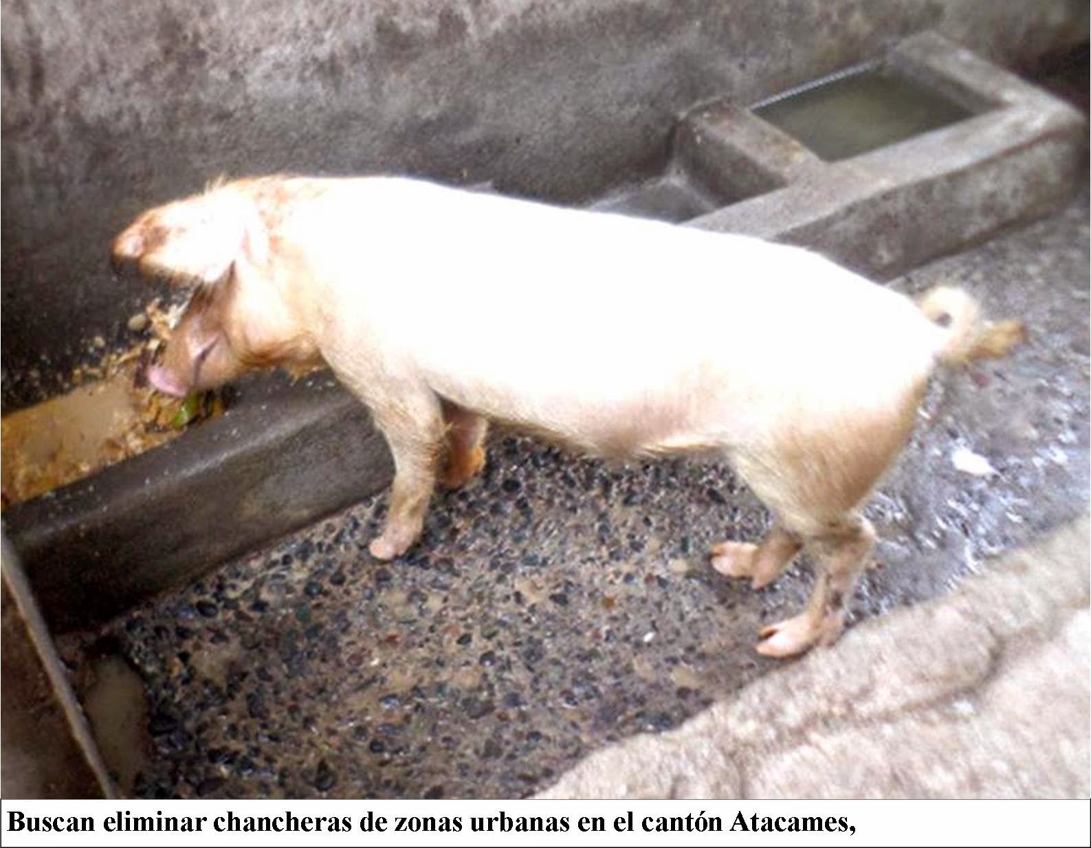 Tonchigüe al día: Socializan prohibición de criaderos de chanchos en ...