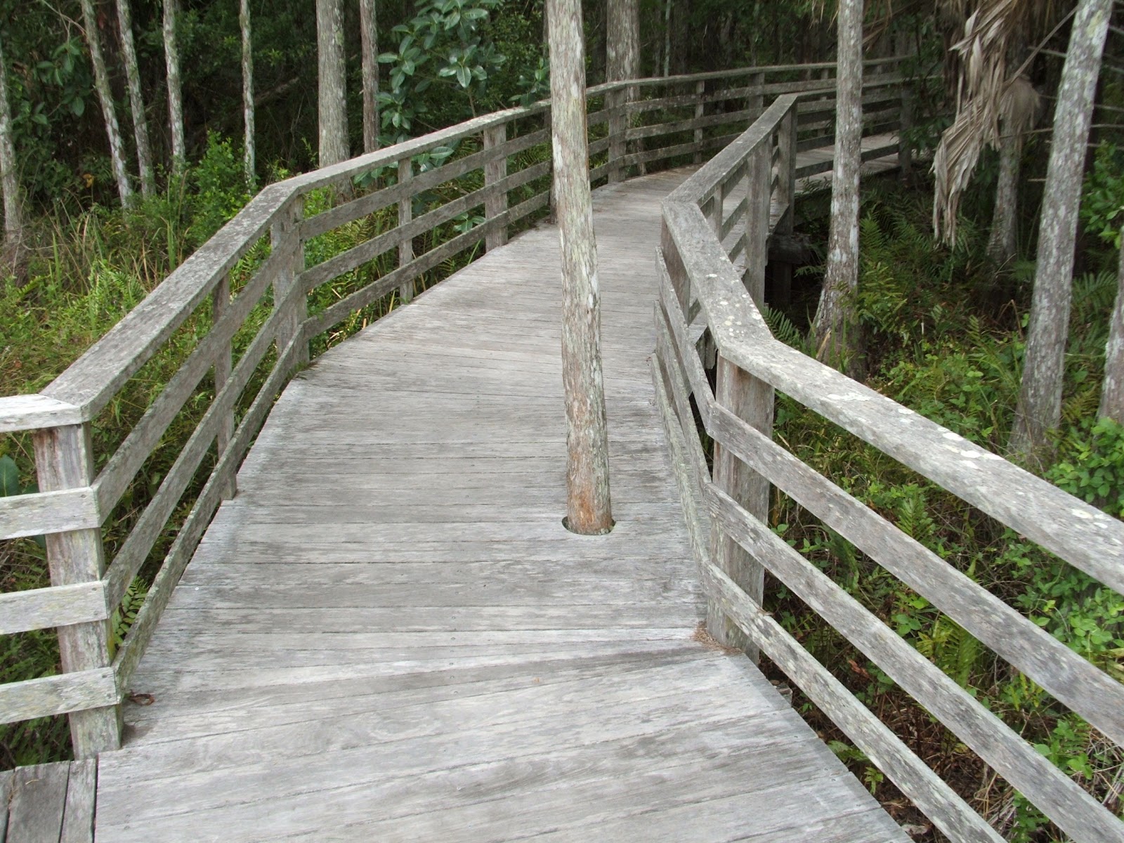 Rediscovering Florida: Book Introduction- RDF-01