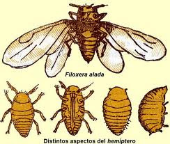 Filoxera, la plaga que cambió el mundo del vino.