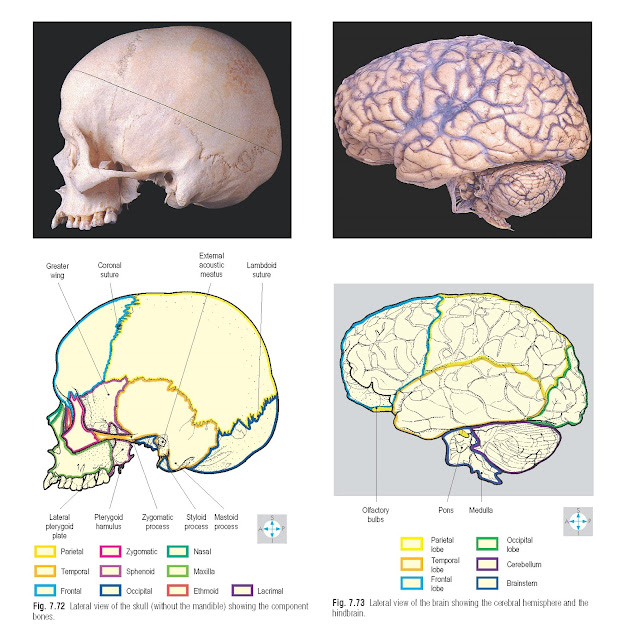 Cranium and Contents Anatomy - pediagenosis