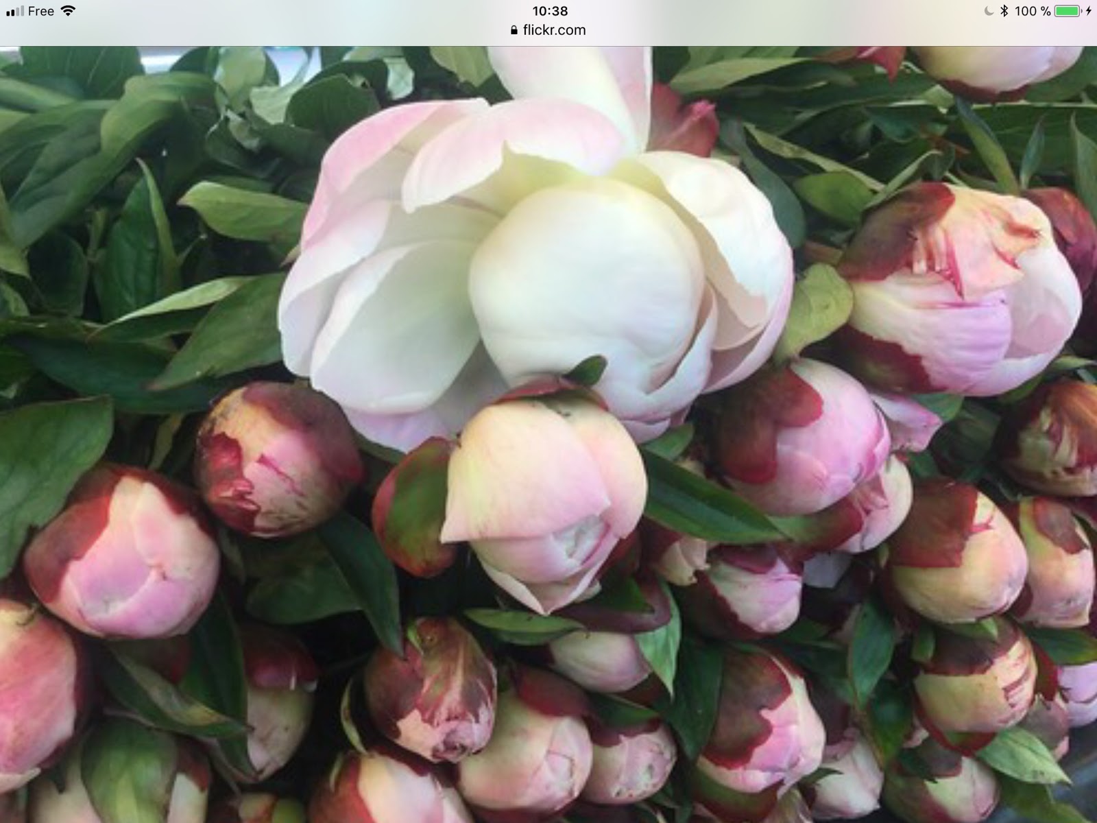 paris breakfasts: Peonies in Paris