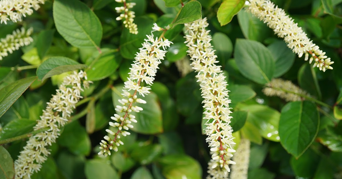 Proven Winners® ColorChoice® Plant of the Week: Plant of the Week ...