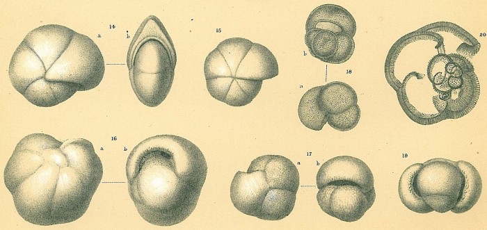 Foraminifera Planktonik | Aka
