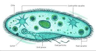 Ciri Khas Phylum Protozoa