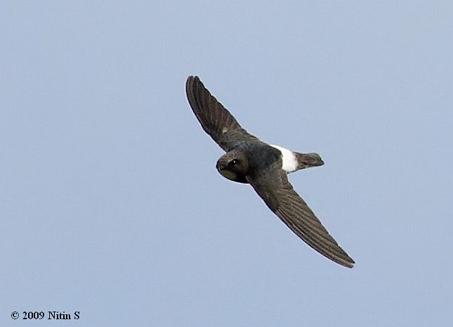 Moving in Sand and Time : Birds @IIHMR University 4: Ruminations on ...
