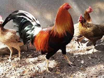 Granjas Ranchos Criaderos de Gallos de Pelea