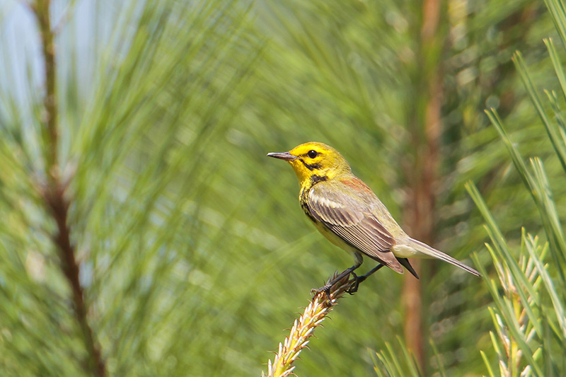 Beak of the Week - Prairie Warbler