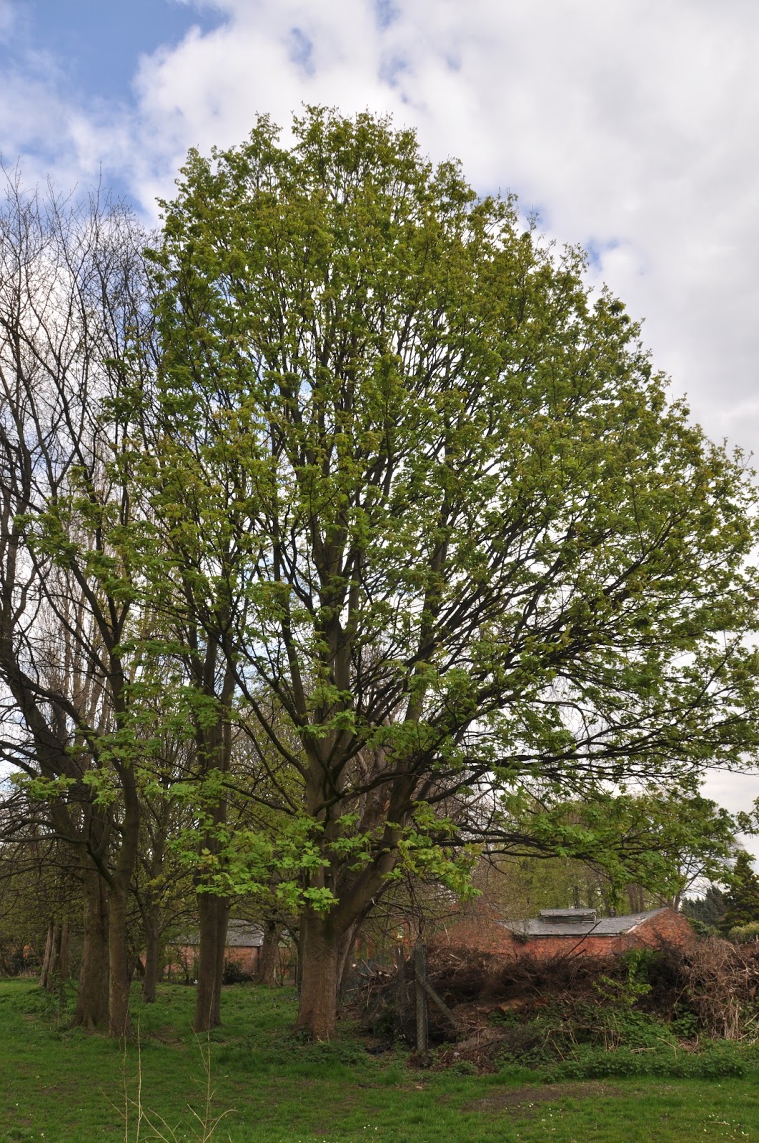 Plants Blog: Acer pseudoplatanus; 'Sycamore'