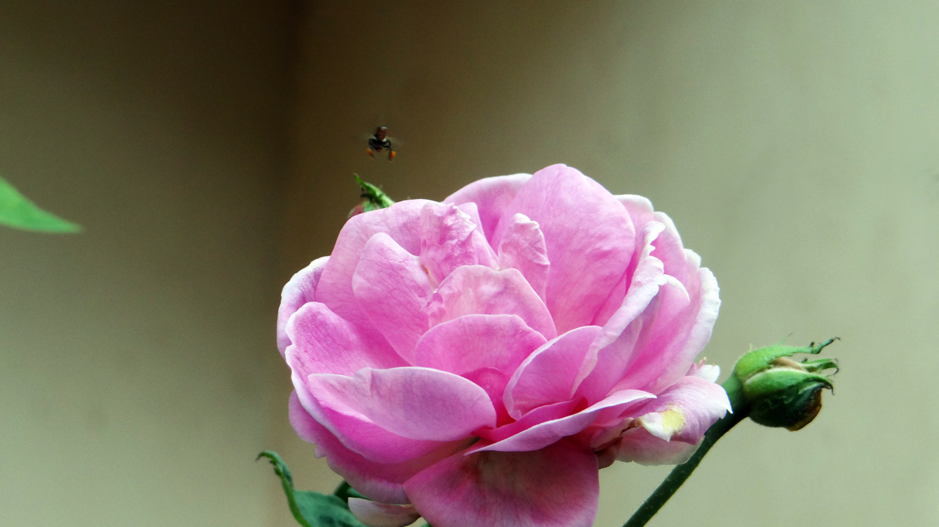 Paneer Rose Flower Wallpaper | SW Canvas is a creative Photography ...