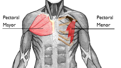 Dr. Luis B. GUERRERO CABRERA: AUMENTO MAMARIO. DONDE y POR DONDE ...