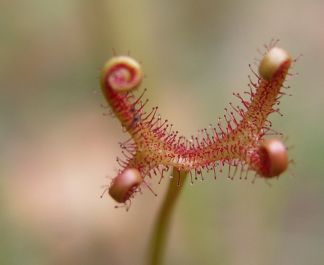 The Deadly Dewdrops of the Drosera ~ Kuriositas
