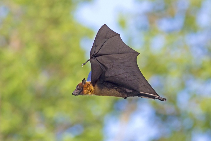 Di Mana Kelelawar Hidup, dan di mana Habitatnya? | Belajar Sampai Mati