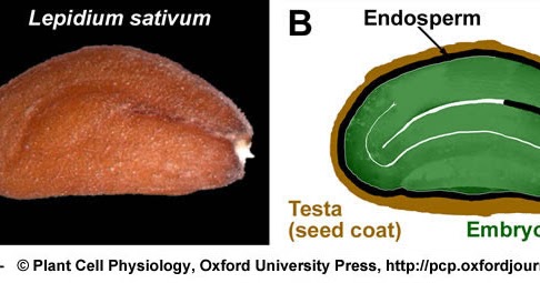 Difference Between Endospermous and Non endospermous seeds | Major ...