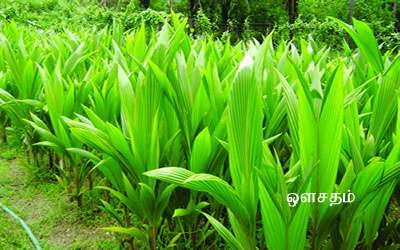 தென்னங்கன்று நடும் முறை - thennang kandru natum murai - ஔசதம் - OWSHADHAM