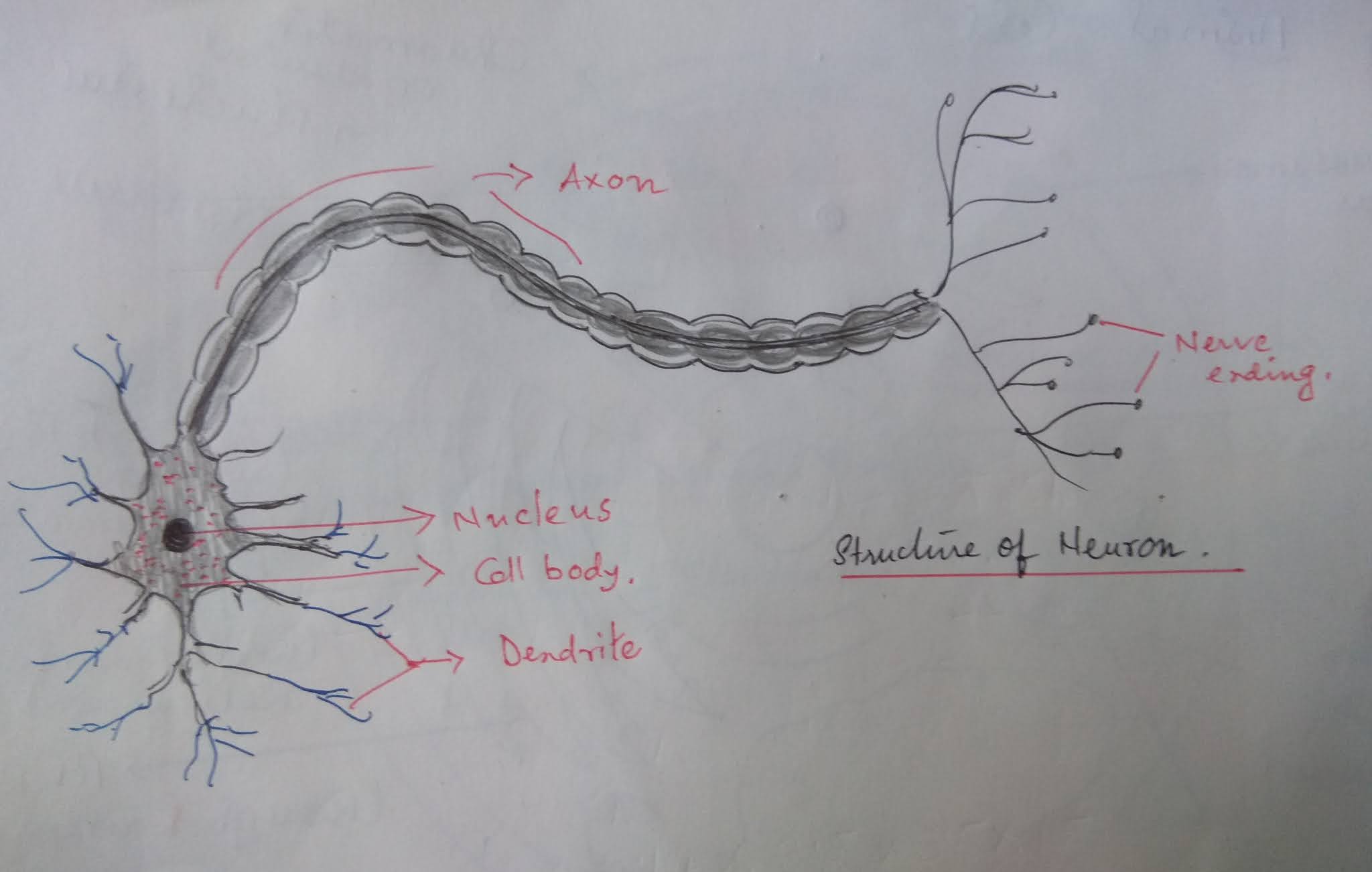 BIOLOGY: : CONTROL AND COORDINATION: