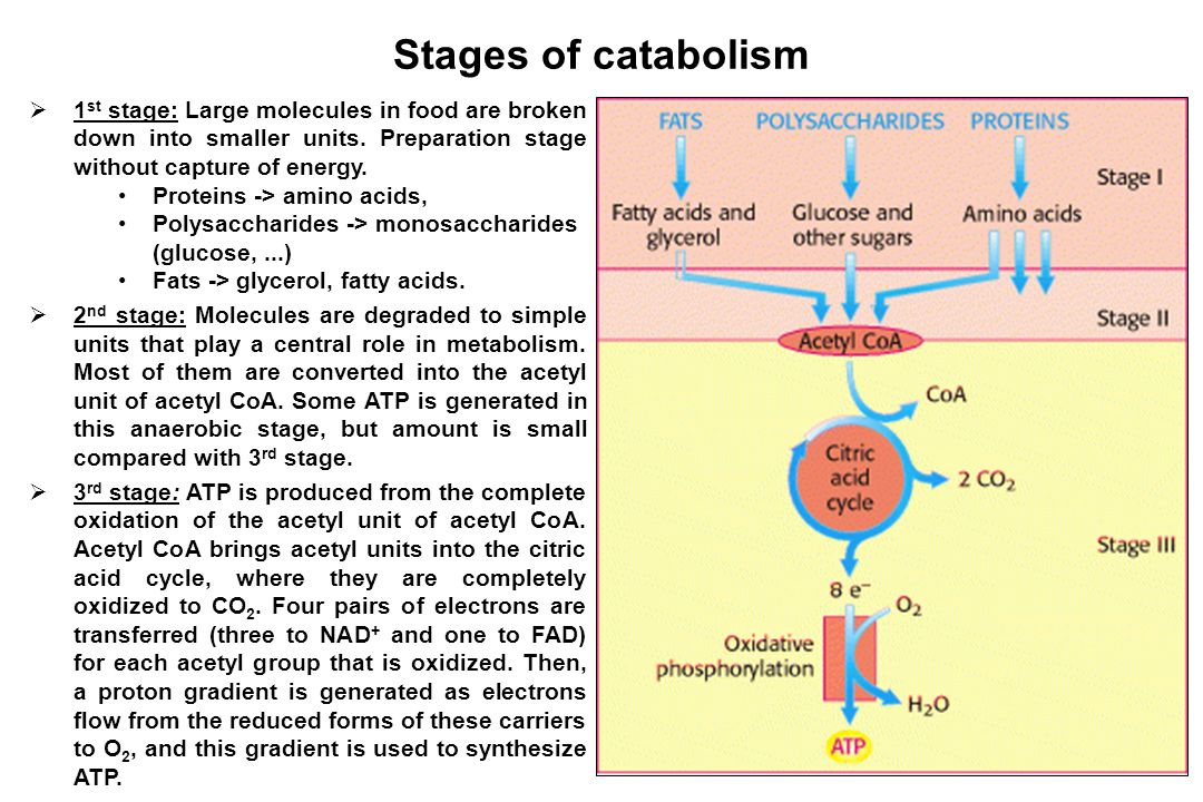 Key Concepts of Metabolism --Lecture 1 ~ ملتقى ٲطباء ٲسنان جامعة ٳب