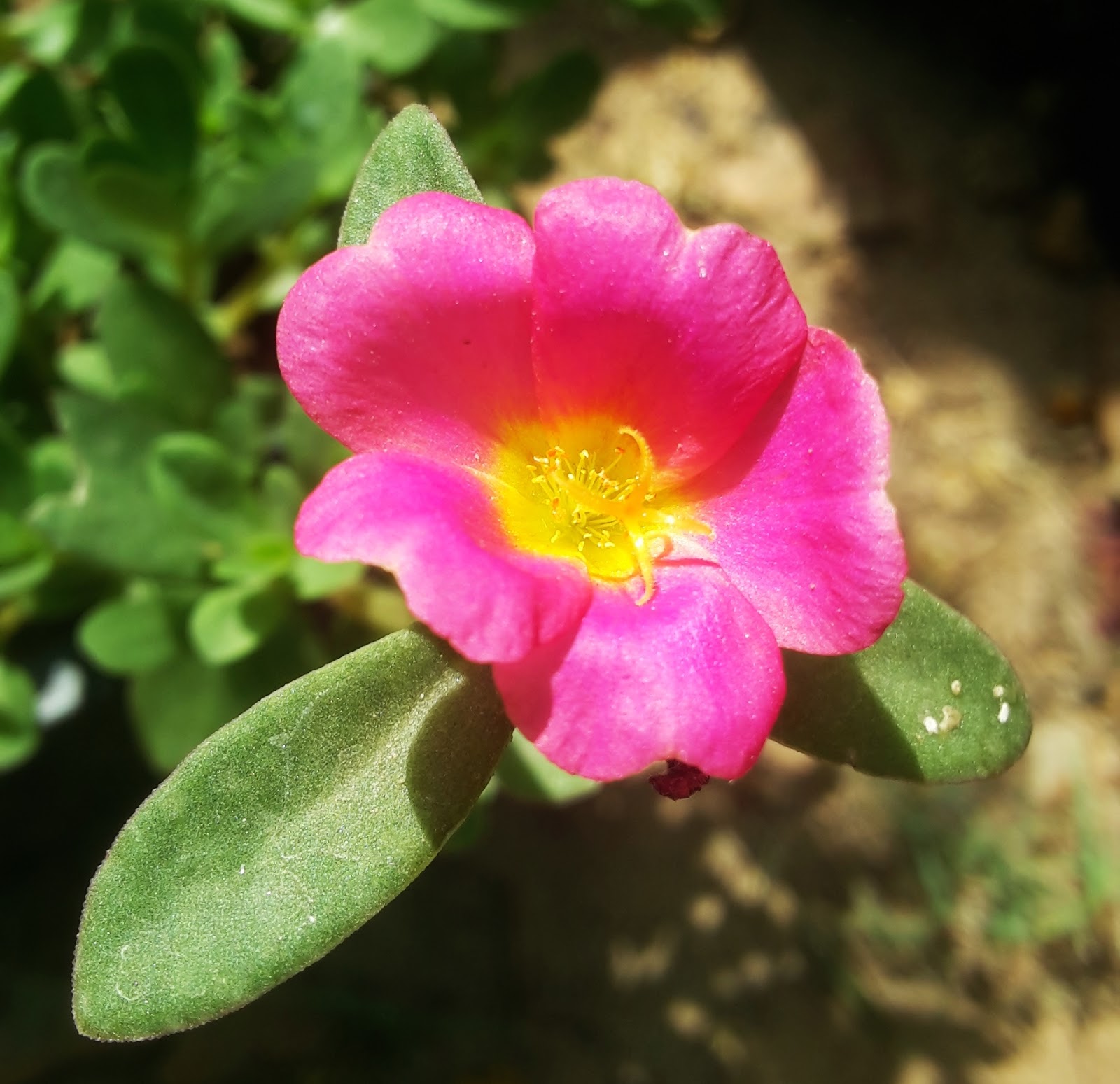 Jaipur Garden: Portulaca plant care