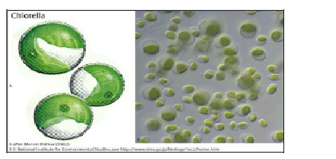 Chlorella - Ojo lali
