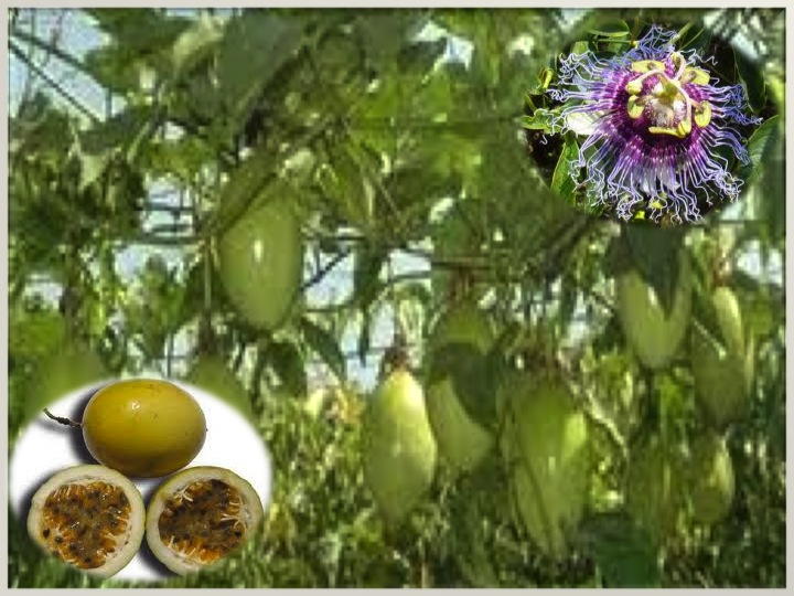 PAPÁBETO y CUCÚ: FRUTAS 03 REPÚBLICA DOMINICANA: Frutas exóticas