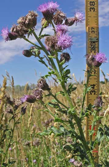 The Land Conservancy for Southern Chester County: Controlling Thistle ...