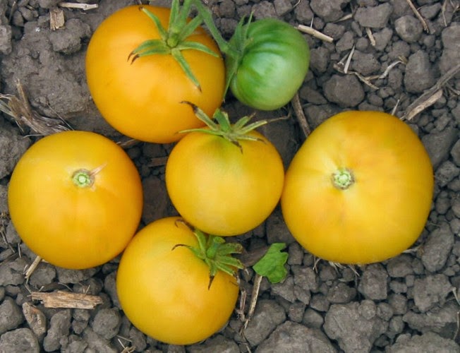 Granny B Farms: Golden Beauty Tomato