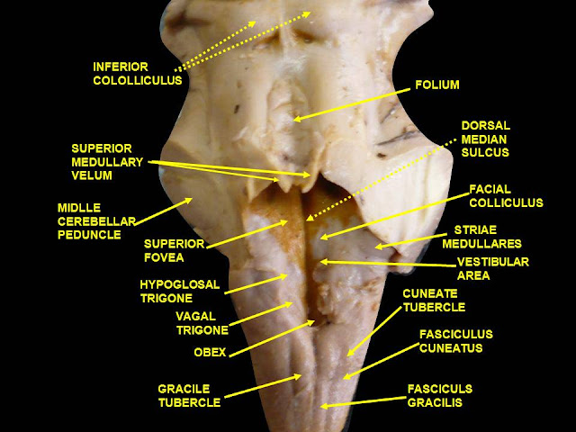 Borders of the Fourth ventricle, Rhomboid Fossa