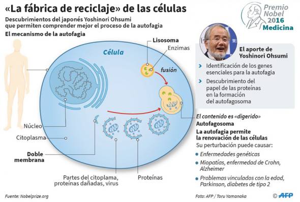 Cuéntame de Ciencia: ¿Qué es la autofagia?
