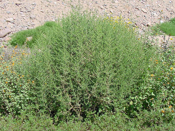 Russian Thistle Tumbleweed - Best Manual Lawn Aerator