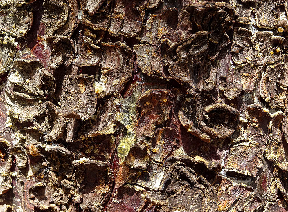 Luz y artes: Las escamas de la piel son de lo más natural