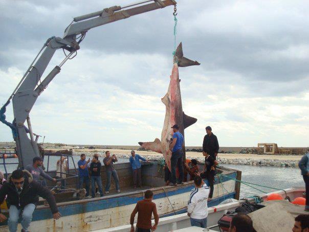 From the Office to the Ocean: Huge Great White caught in Morocco