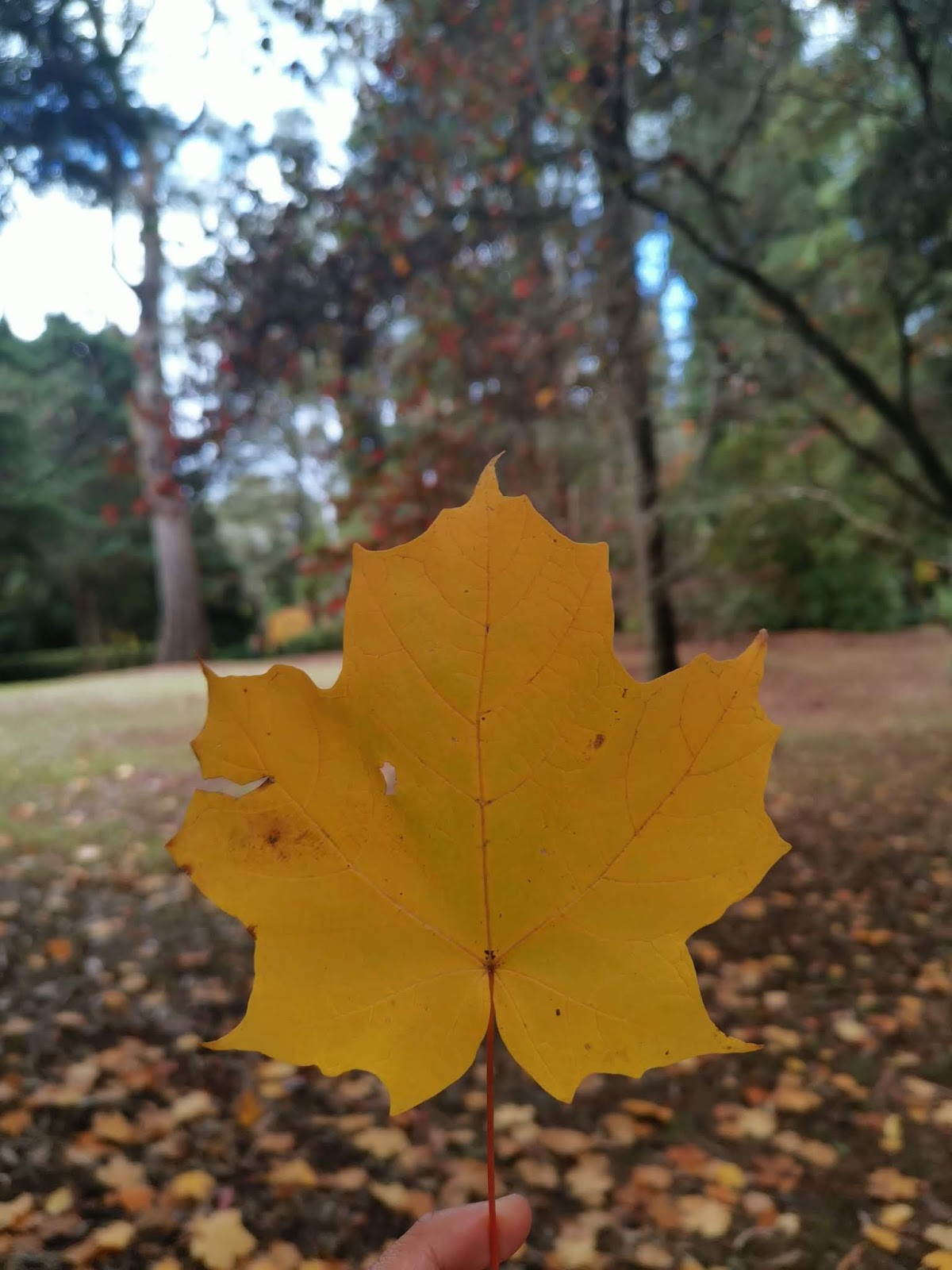 My Life Abroad: Musim Luruh di Sydney