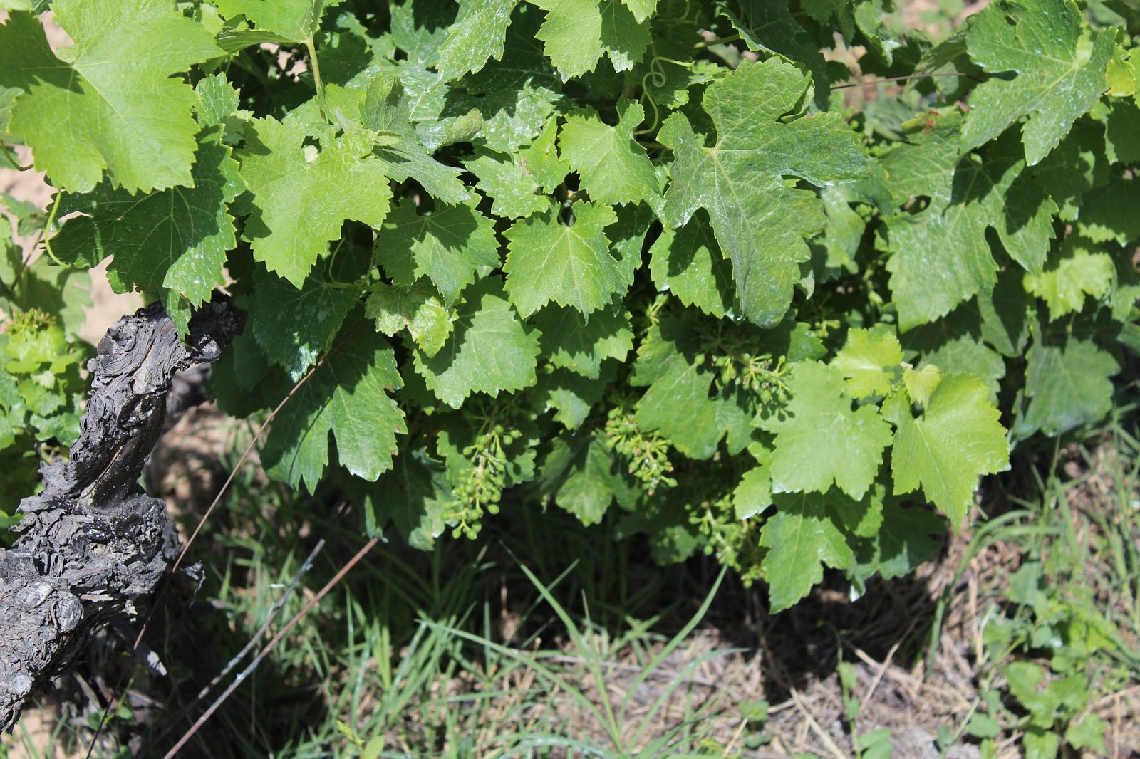 Bodegas Capellanías: Estado fenológico de las vides de Bodegas ...