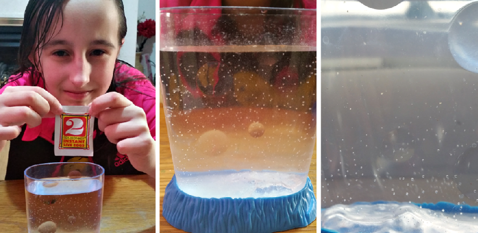 Life As Kim: We have been growing Sea Monkeys....