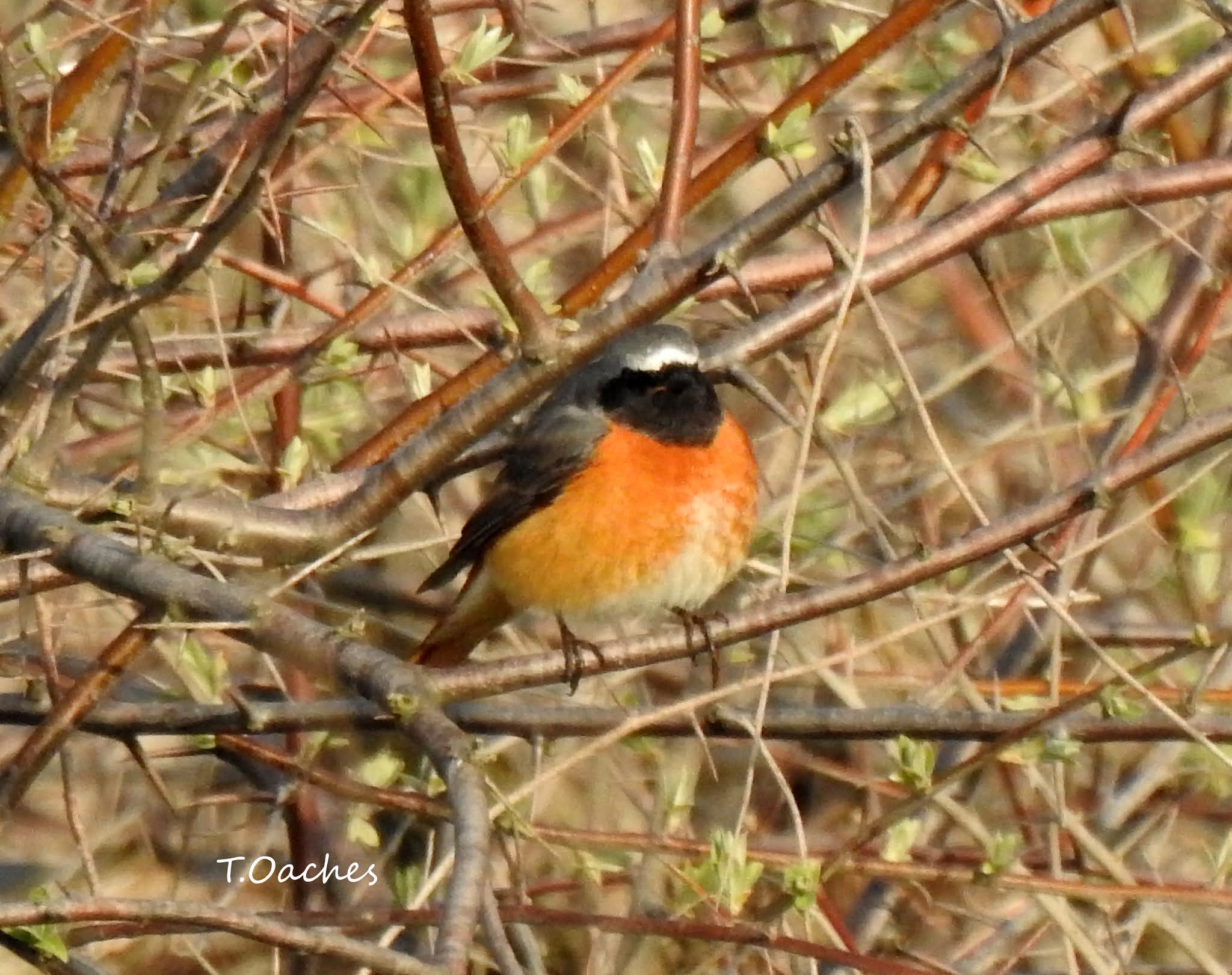PASARI DIN ROMANIA: CODROSUL DE PADURE (1), Phoenicurus phoenicurus