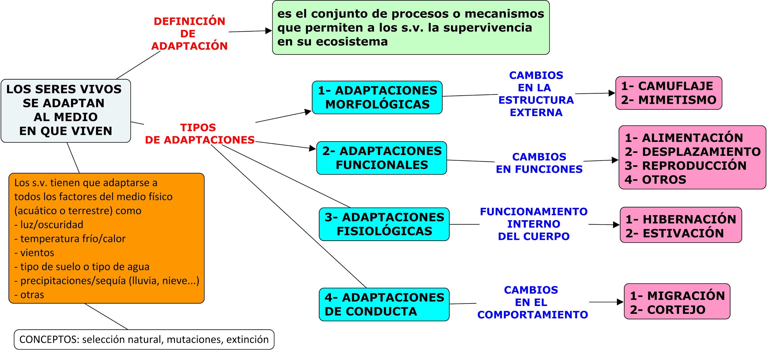 En marcha con 6C: LOS SERES VIVOS SE ADAPTAN