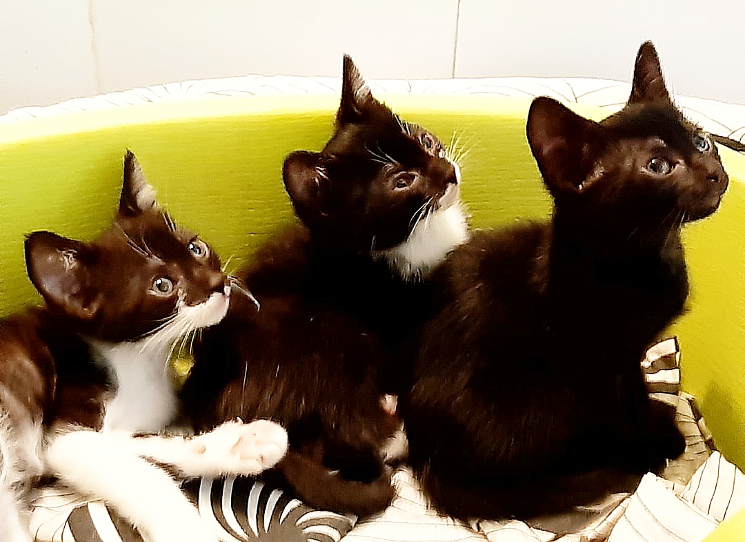 GATOS FELICES - GATS FELIÇOS - HAPPY CATS