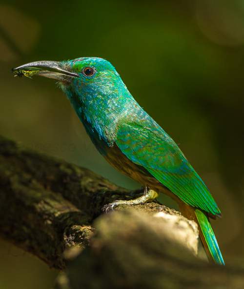 Blue-bearded bee-eater | Birds of India | Bird World